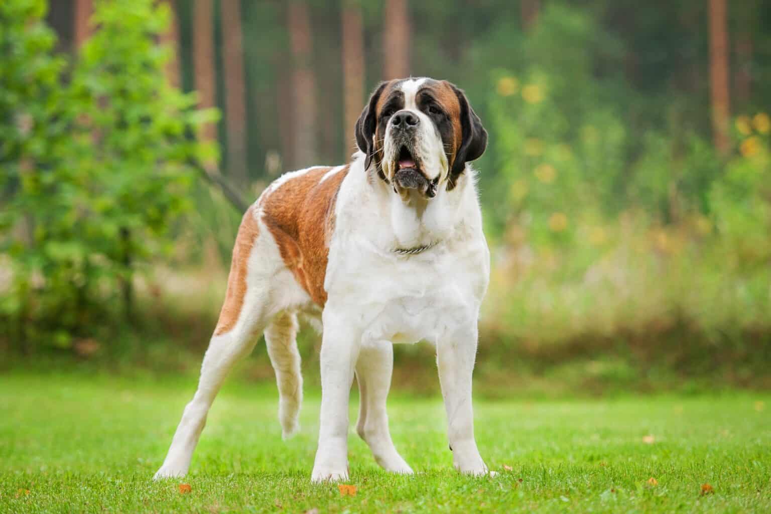 How Much to Feed a Saint Bernard (Feeding Chart & Guide)