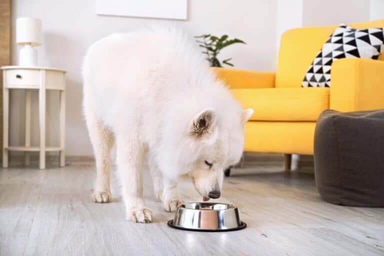 How Much to Feed a Samoyed (Feeding Chart & Guide)