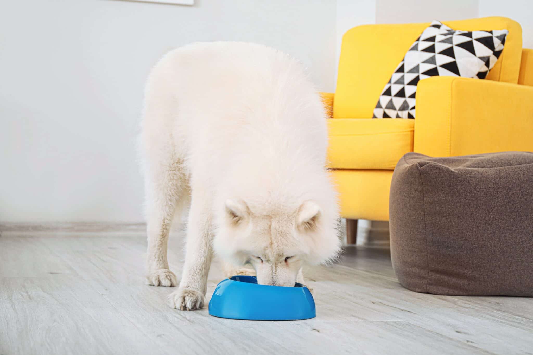 How Much to Feed a Samoyed (Feeding Chart & Guide)