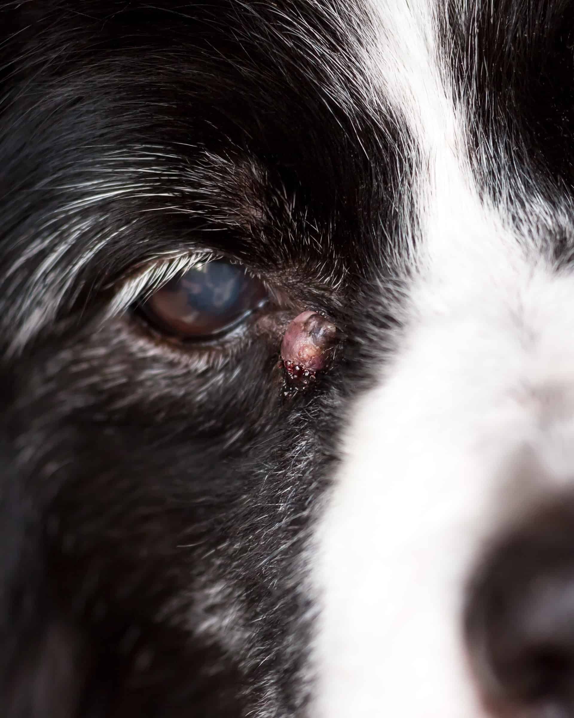 24 Pictures of Dog Tumors, Cancer Lumps, Cysts & Warts