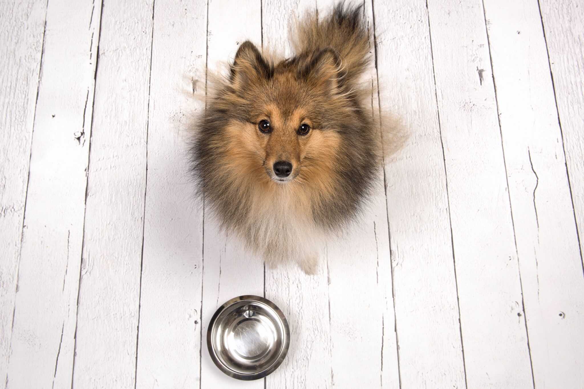 How Much to Feed a Shetland Sheepdog