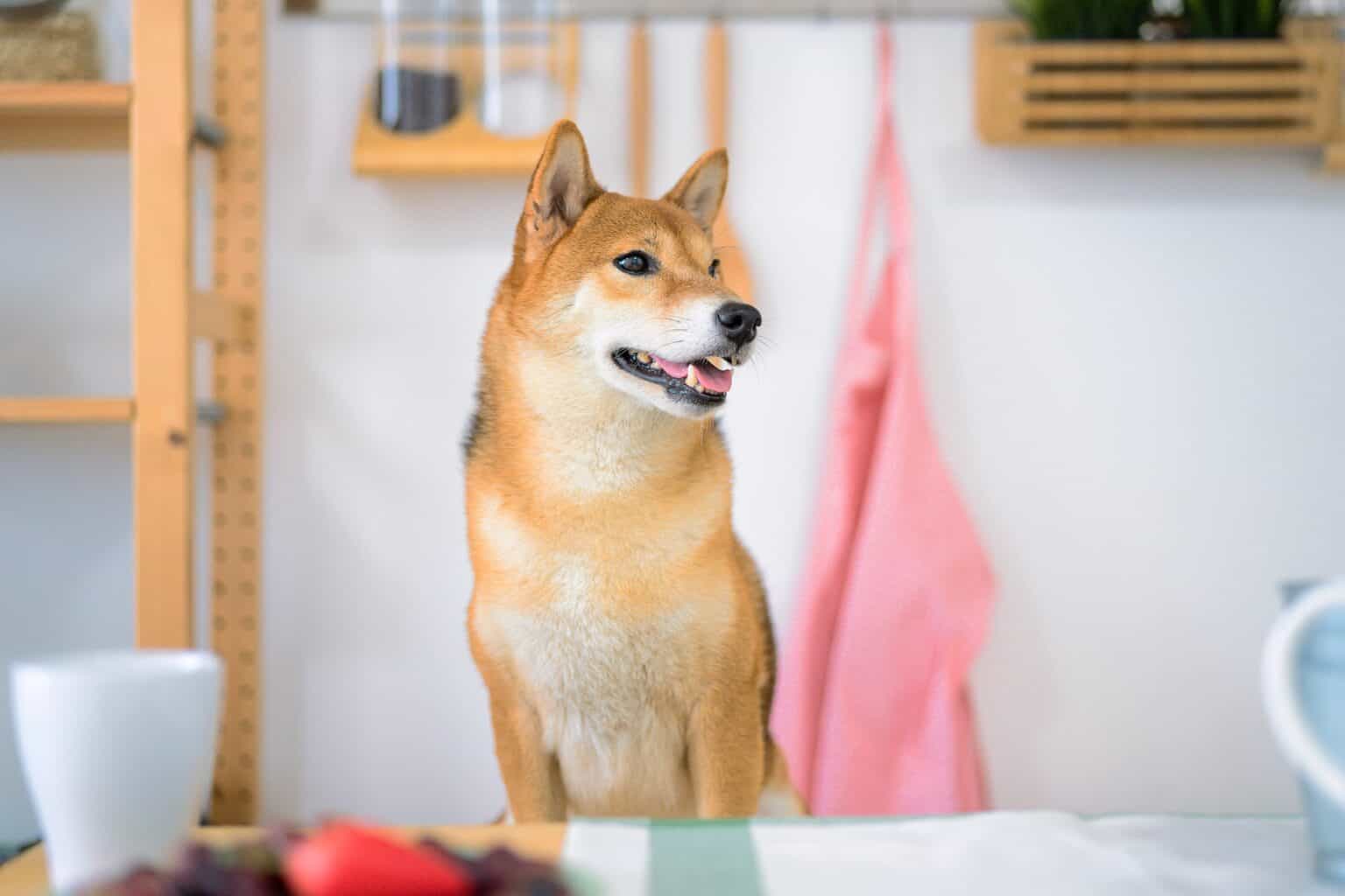 How Much to Feed a Shiba Inu (Feeding Chart & Guide)