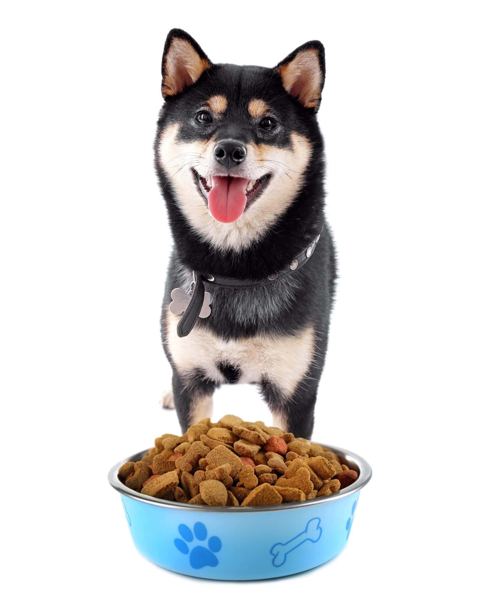 How Much to Feed a Shiba Inu (Feeding Chart & Guide)