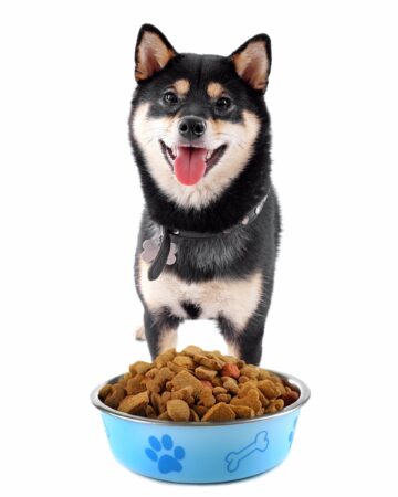 How Much to Feed a Shiba Inu (Feeding Chart & Guide)