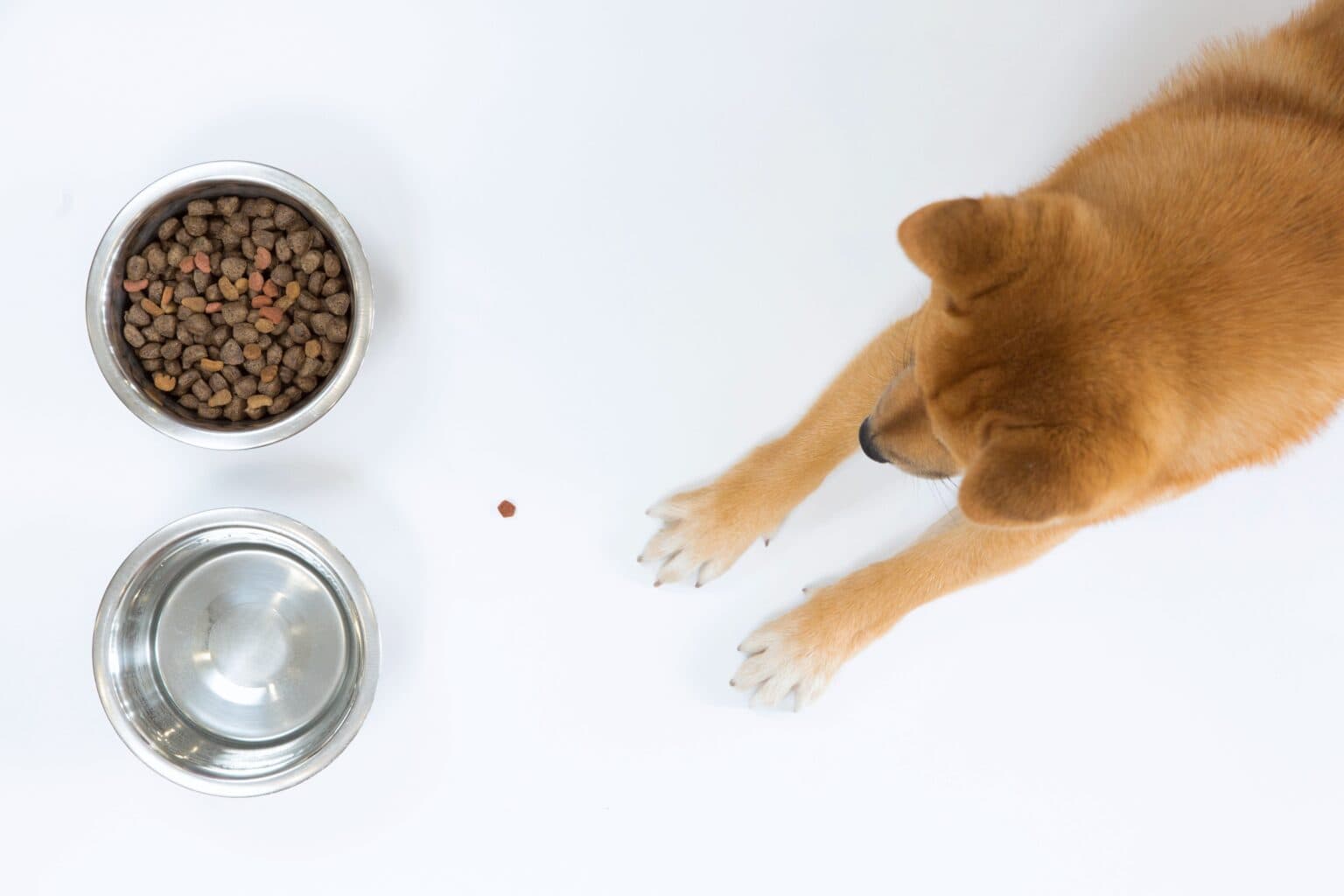 How Much to Feed a Shiba Inu (Feeding Chart & Guide)