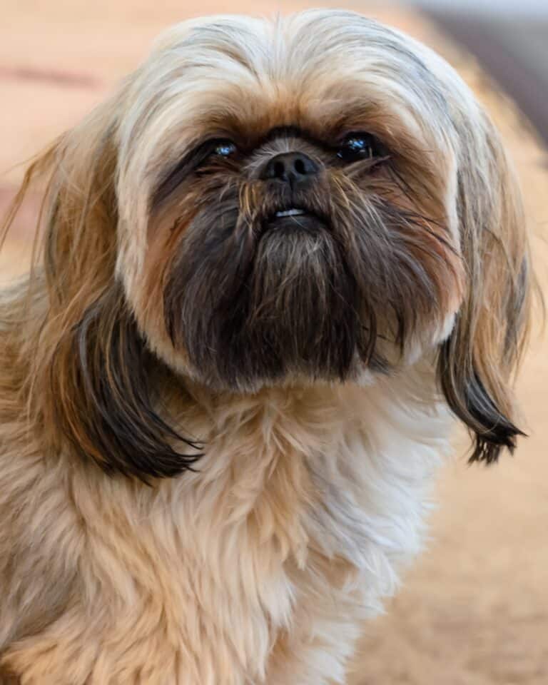 20 Shih Tzu Colors and Markings Explained