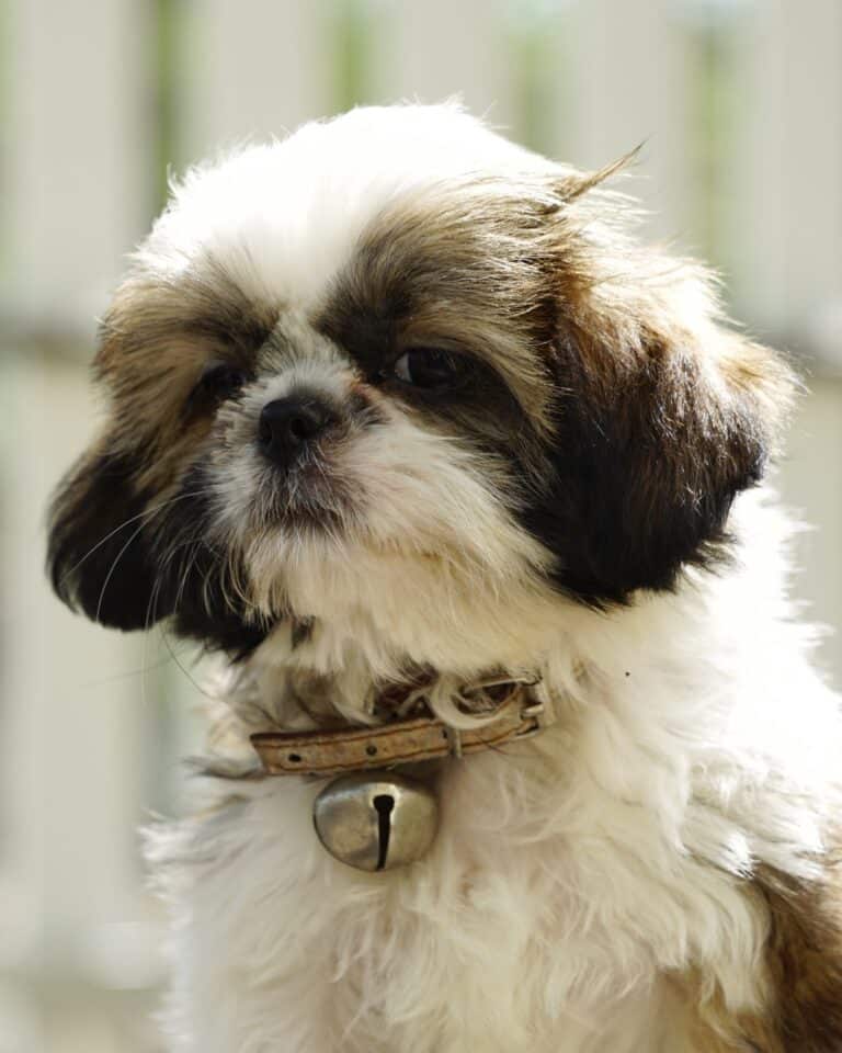 20 Shih Tzu Colors and Markings Explained