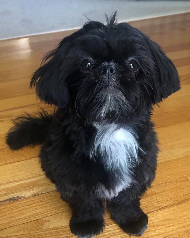 20 Shih Tzu Colors and Markings Explained