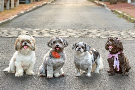 20 Shih Tzu Colors and Markings Explained