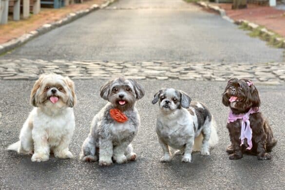 20 Pug Colors Explained (With Pictures!) - Happy Dog Breeds