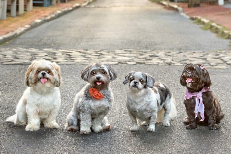 20 Shih Tzu Colors and Markings Explained