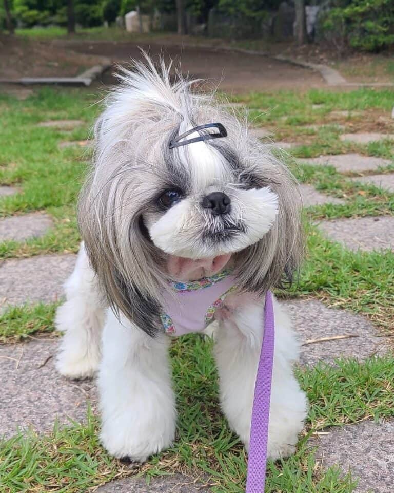 20 Shih Tzu Colors and Markings Explained