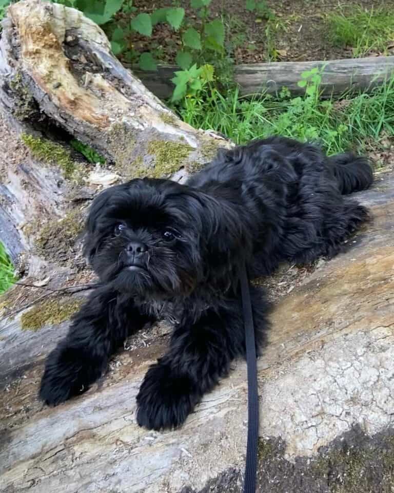 20 Shih Tzu Colors and Markings Explained