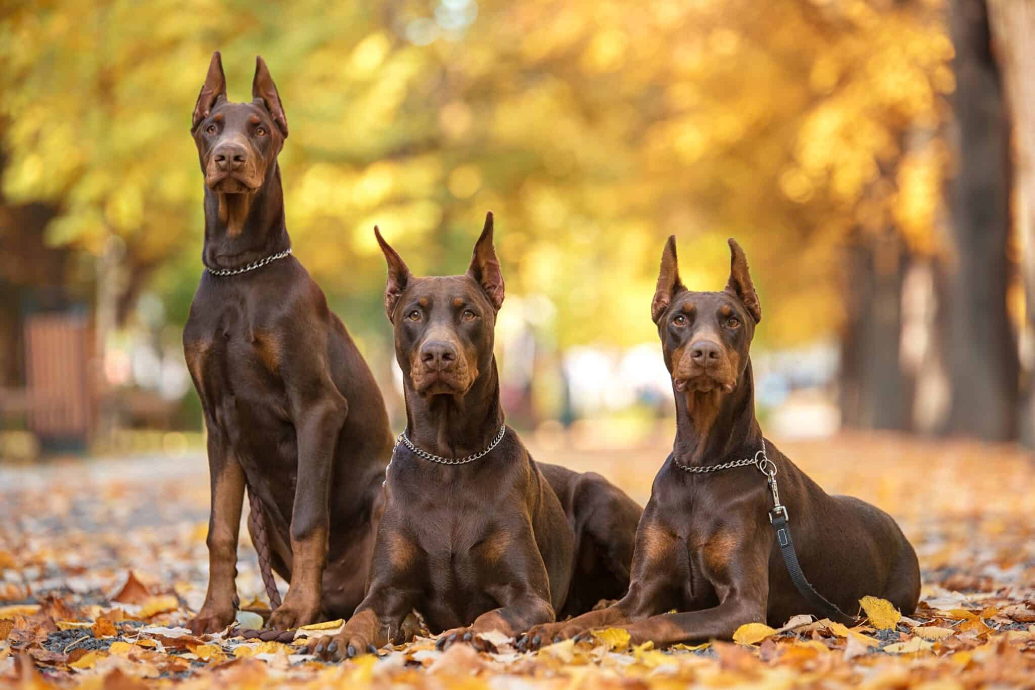 American vs. European Doberman: A Complete Guide