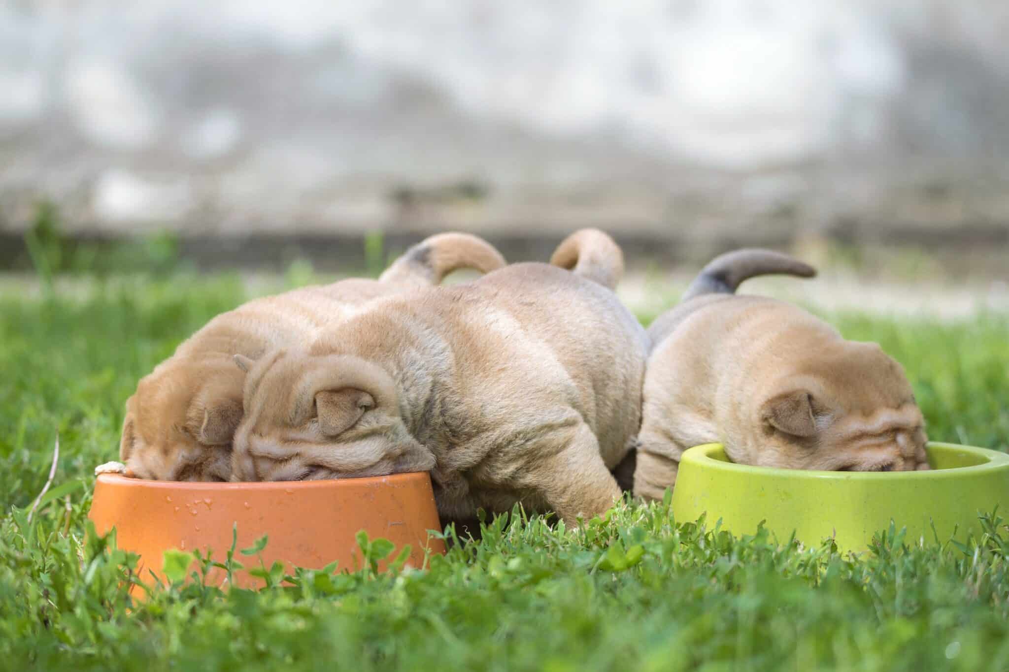 How Much to Feed a Shar-Pei (Feeding Chart & Guide)