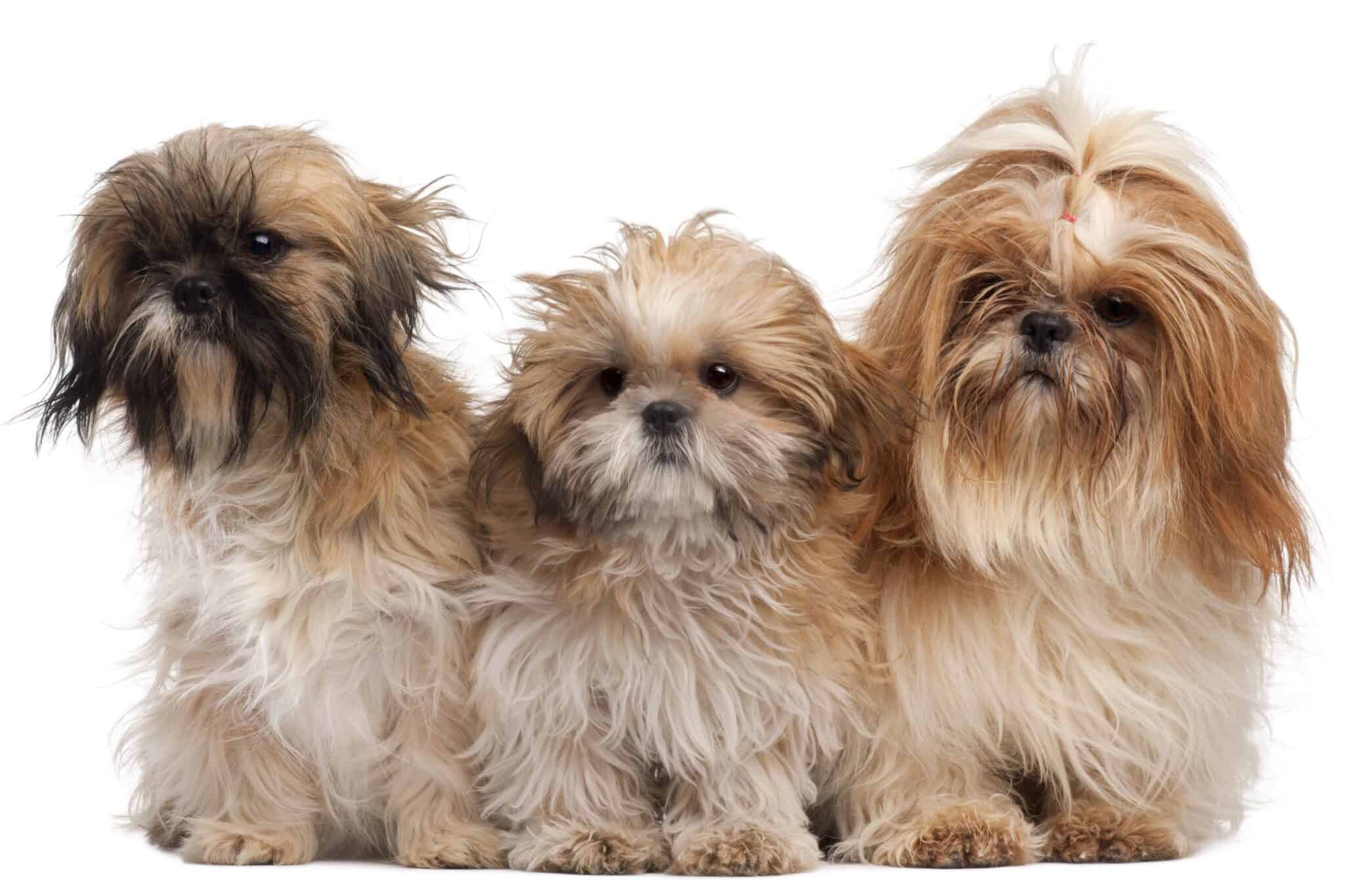 20 Shih Tzu Colors and Markings Explained