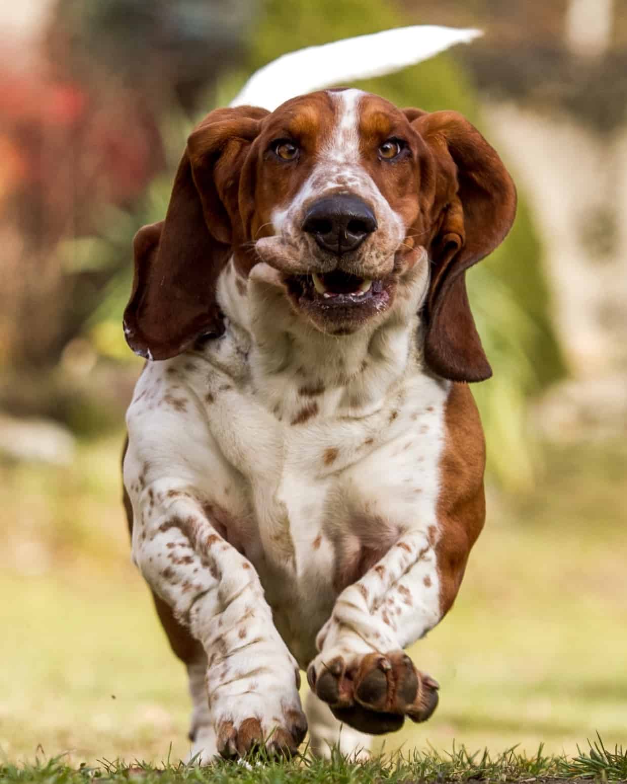 25 Basset Hound Colors & Markings (With Pictures)