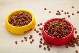 How Much to Feed a Cavapoo (Feeding Chart & Guide)