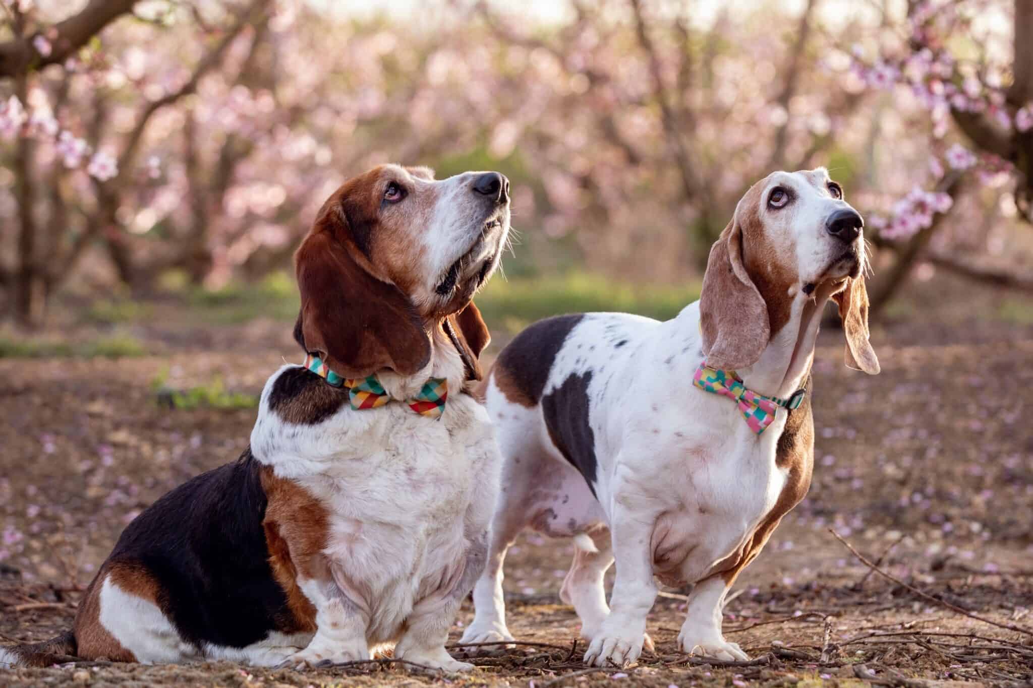 25 Basset Hound Colors & Markings (With Pictures)