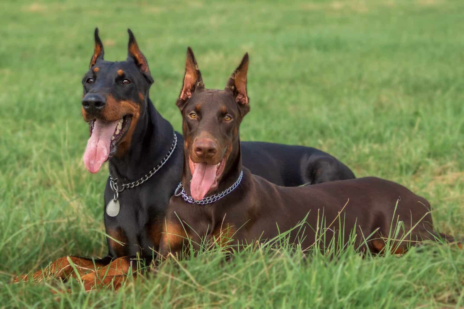 American vs. European Doberman: A Complete Guide