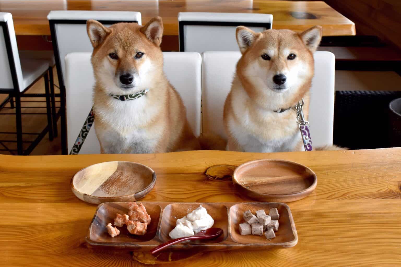 How Much to Feed a Shiba Inu (Feeding Chart & Guide)
