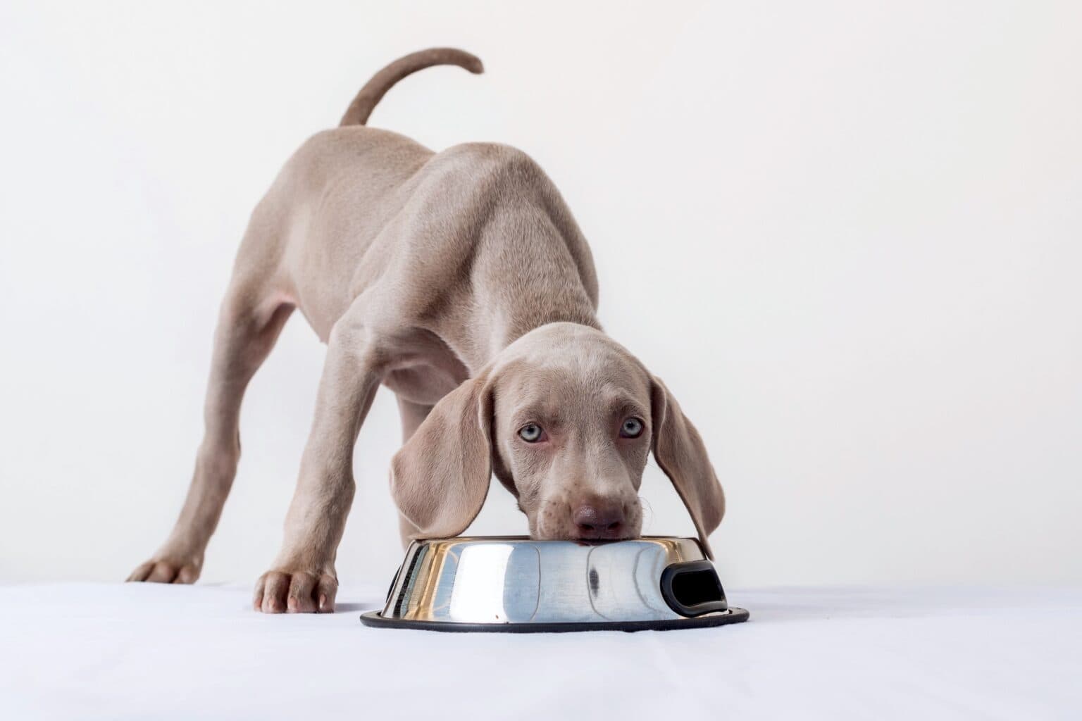How Much to Feed a Weimaraner (Feeding Chart & Guide)