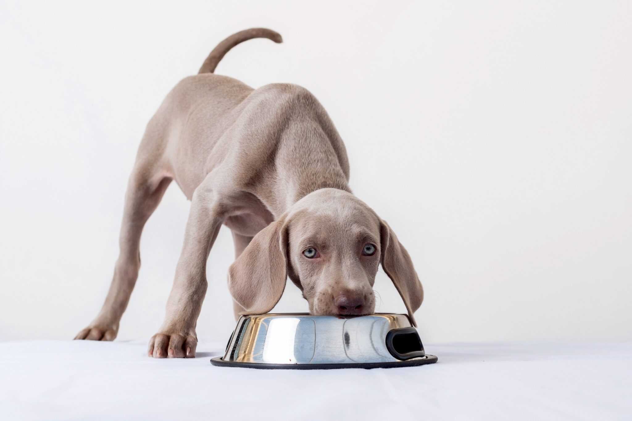 How Much to Feed a Weimaraner (Feeding Chart & Guide)