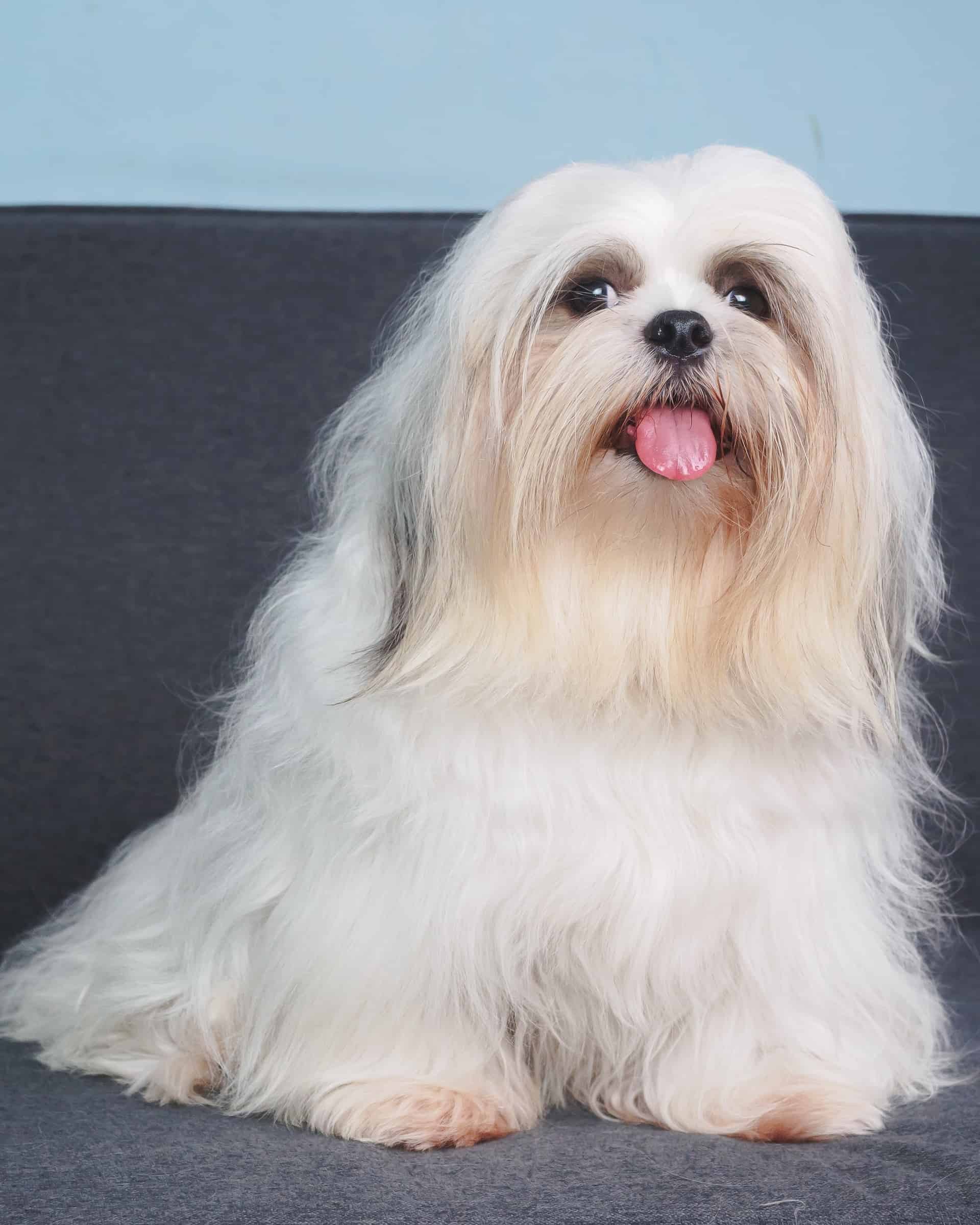 20 Shih Tzu Colors and Markings Explained