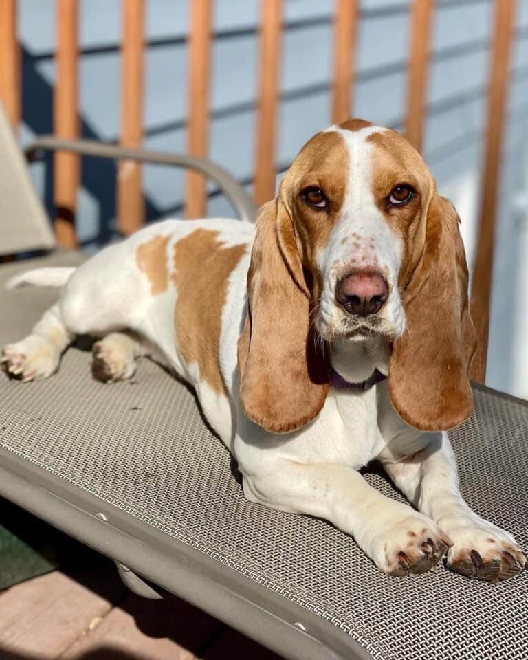 25 Basset Hound Colors & Markings (With Pictures)