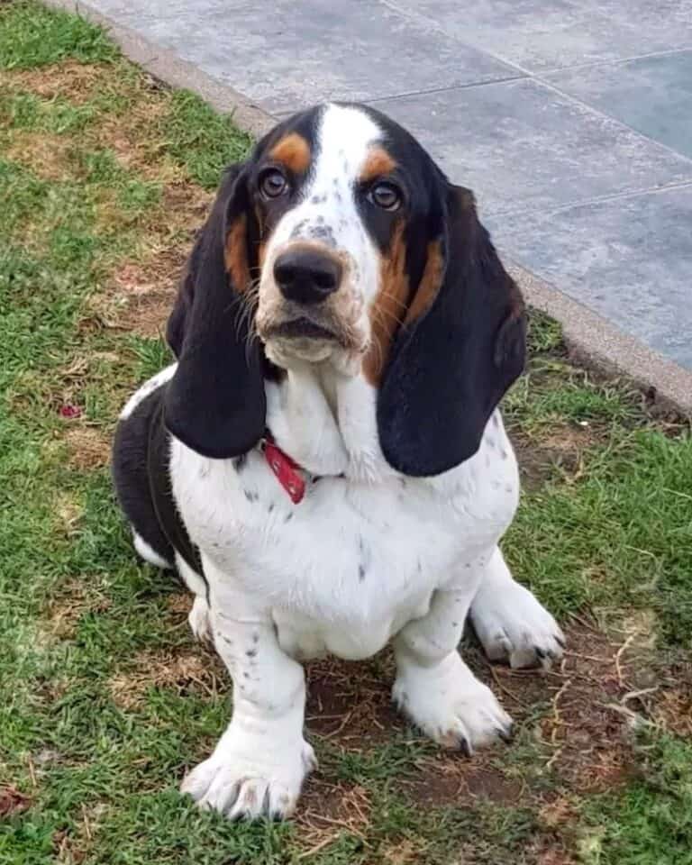 25 Basset Hound Colors & Markings (With Pictures)