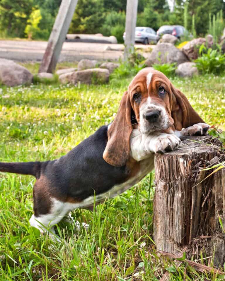 25 Basset Hound Colors & Markings (With Pictures)
