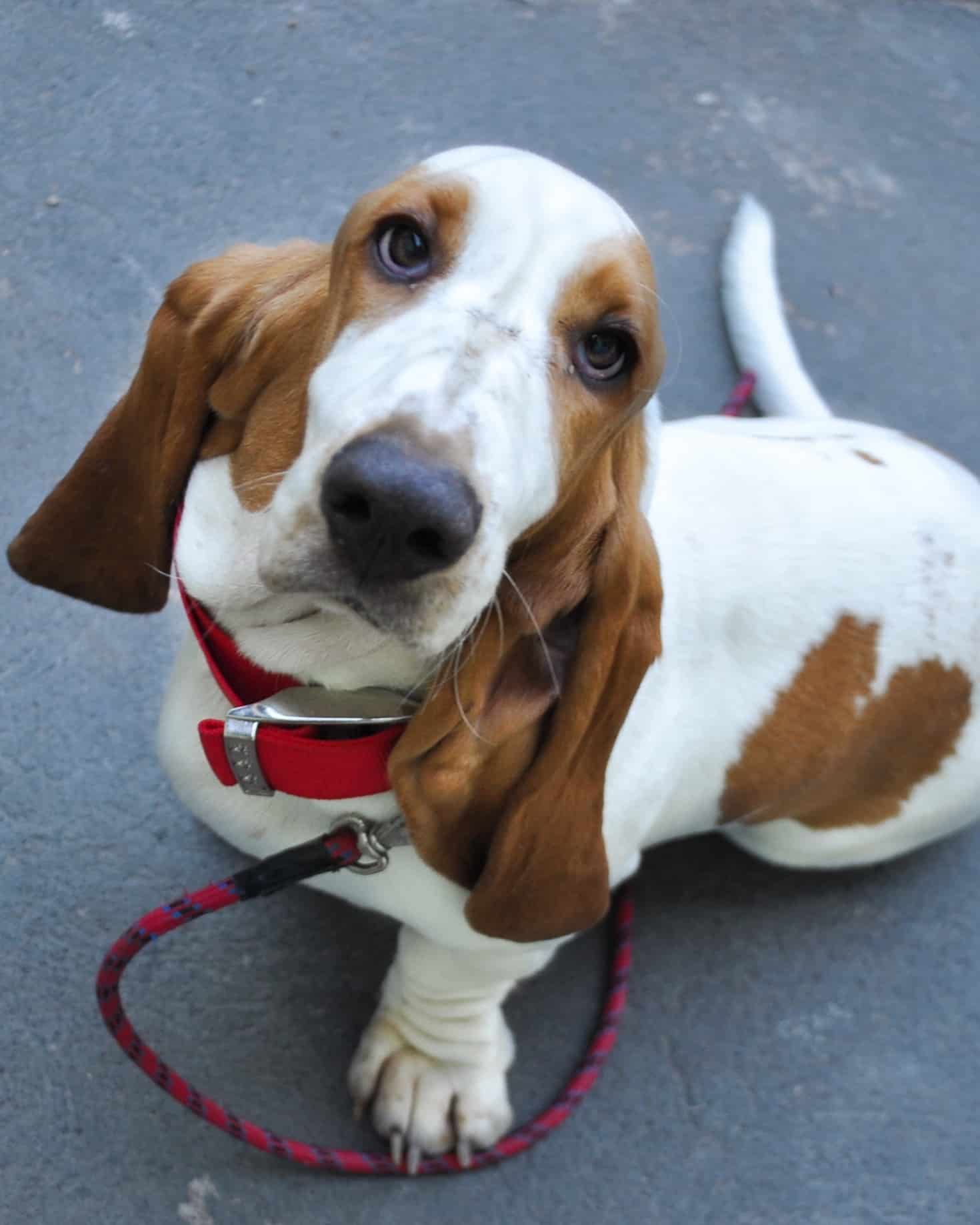 25 Basset Hound Colors & Markings (With Pictures)