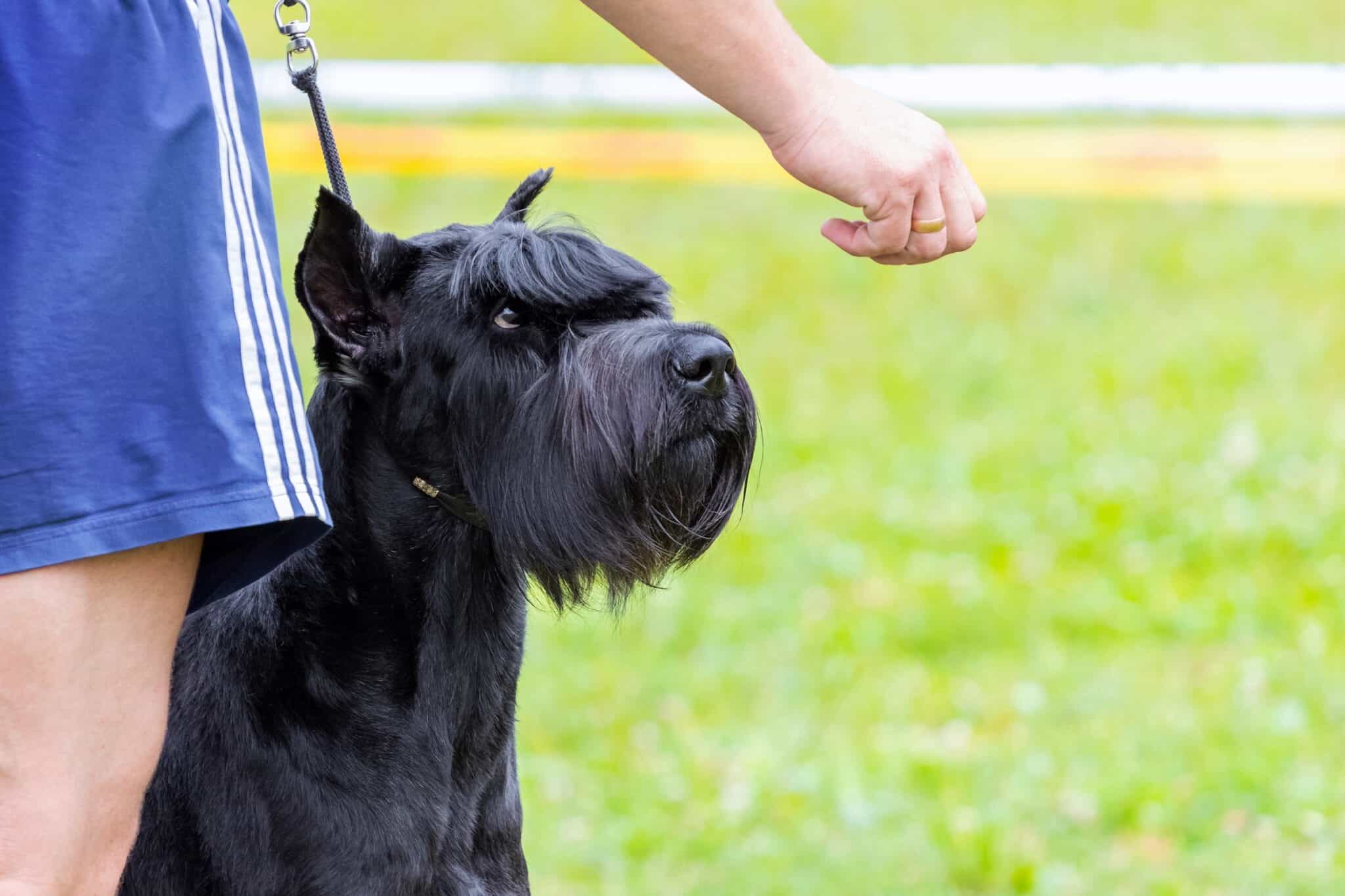 How Much to Feed a Giant Schnauzer (Feeding Chart & Guide)
