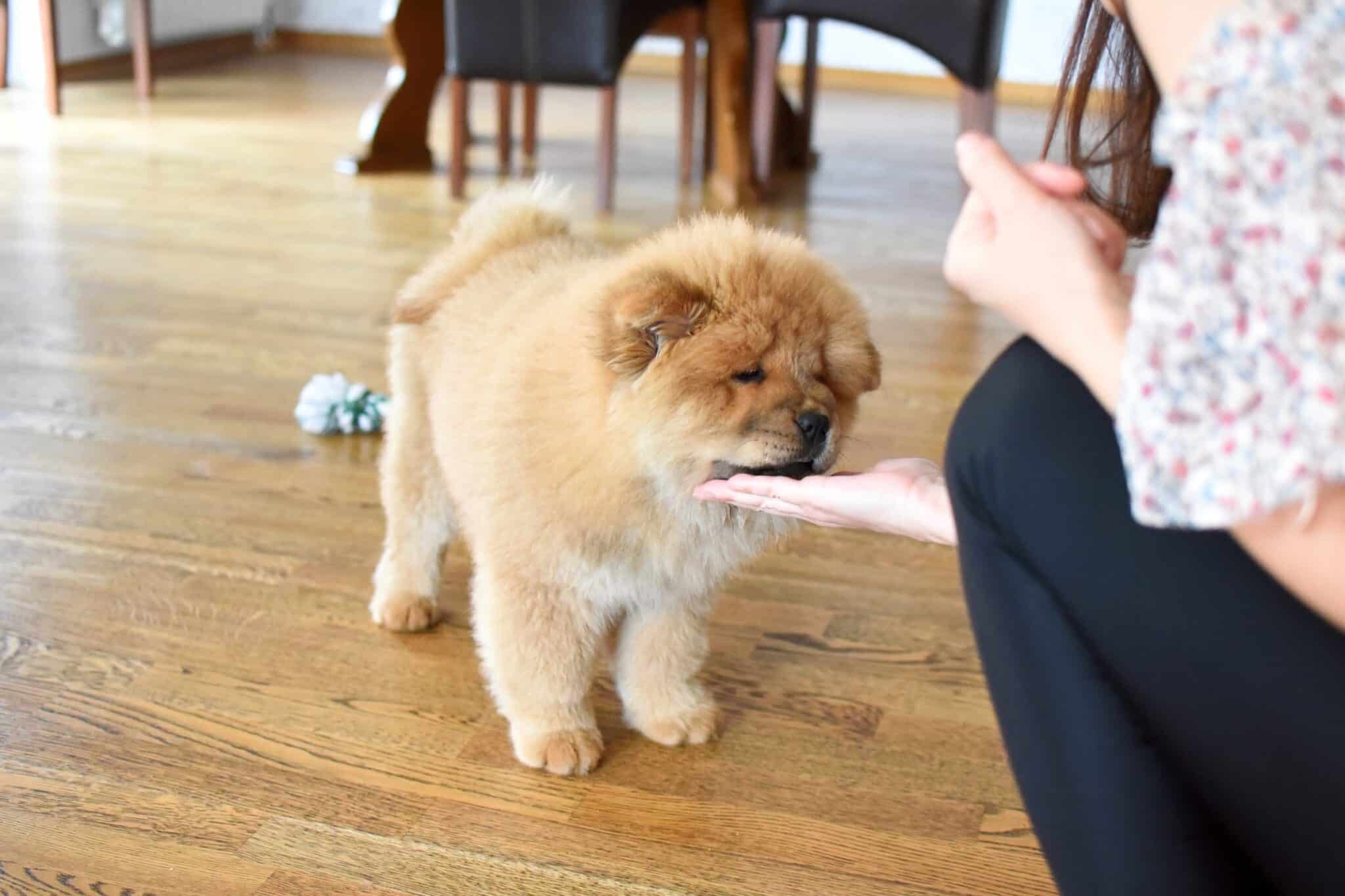 How Much to Feed a Chow Chow (Feeding Chart & Guide)