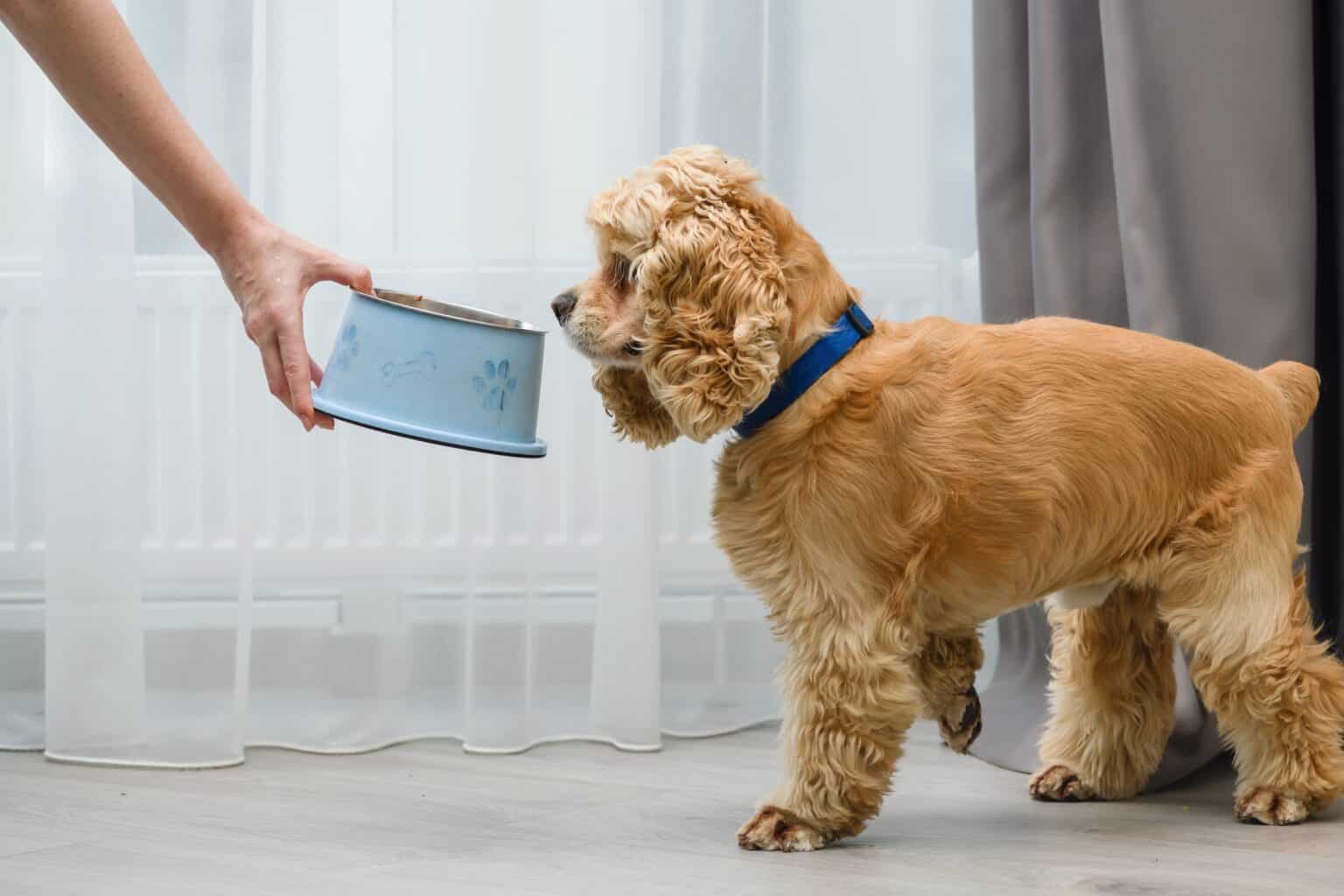 How Much to Feed a Cocker Spaniel (Feeding Chart & Guide)