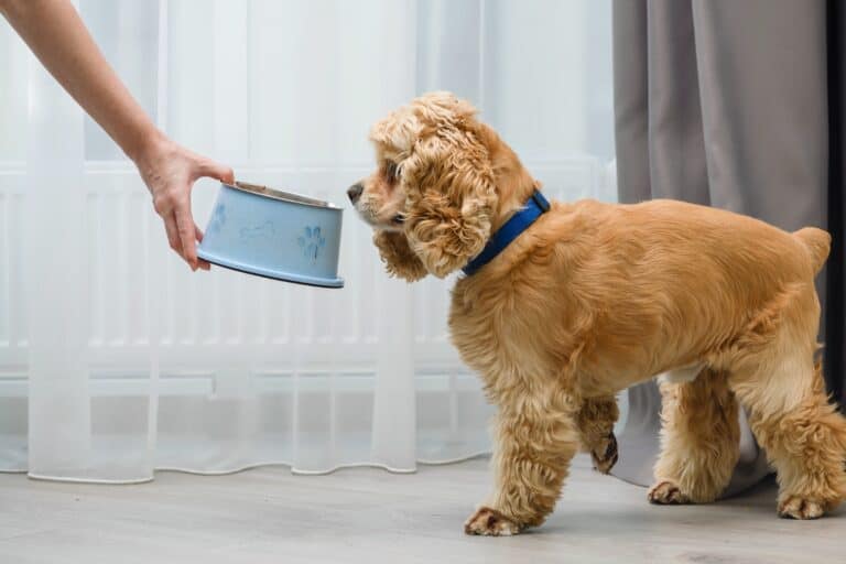 How Much to Feed a Cocker Spaniel (Feeding Chart & Guide)