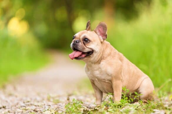 White Pugs (Leucistic & Albino Pugs): A Complete Guide